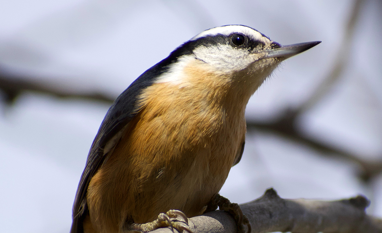 First-morning Poem | The Naturalist School